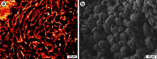 Coral Calcification, Cells to Reefs | SpringerLink