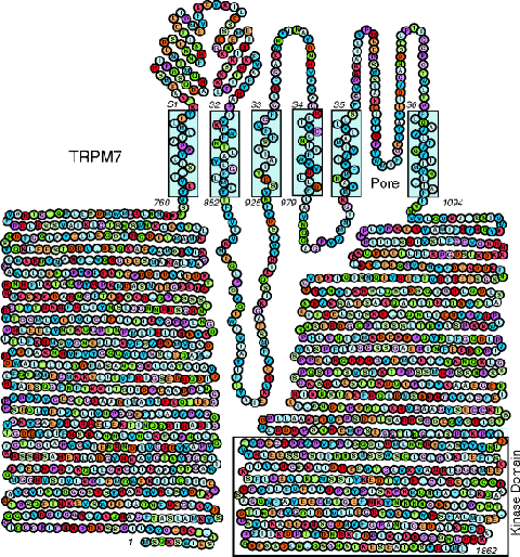 TRPM7, the Mg2+ Inhibited Channel and Kinase | SpringerLink