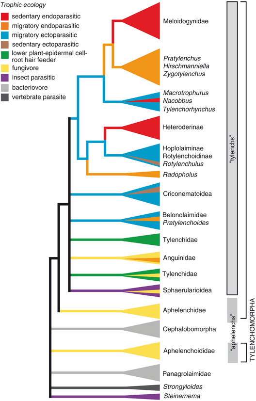 Phylogeny and Evolution of Nematodes | SpringerLink