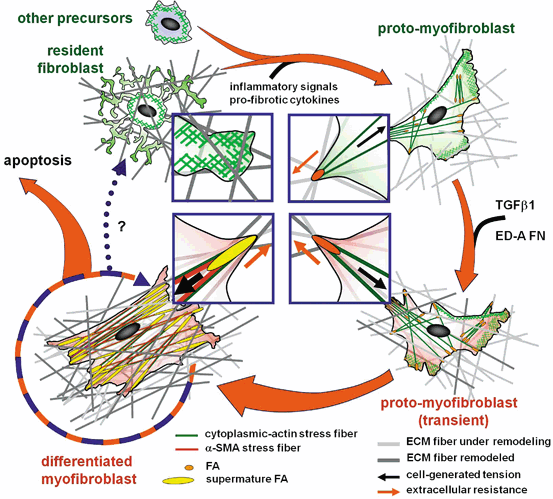The Role of the Myofibroblast in Fibrosis and Cancer Progression ...