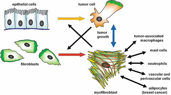 The Role of the Myofibroblast in Fibrosis and Cancer Progression ...