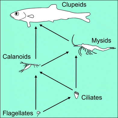 The pelagic food web | SpringerLink