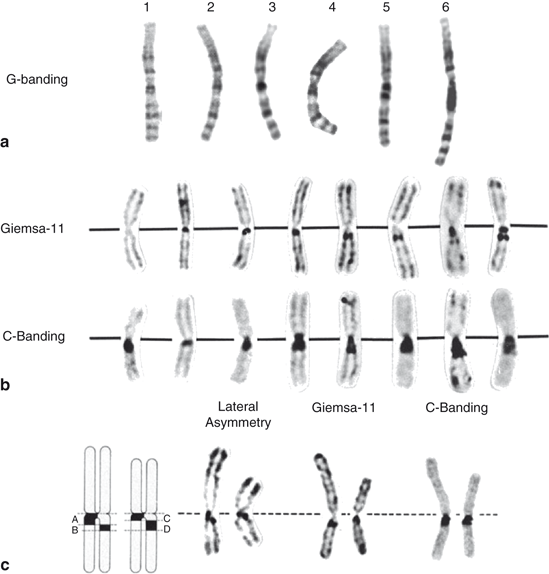 Chromosome 1 | SpringerLink