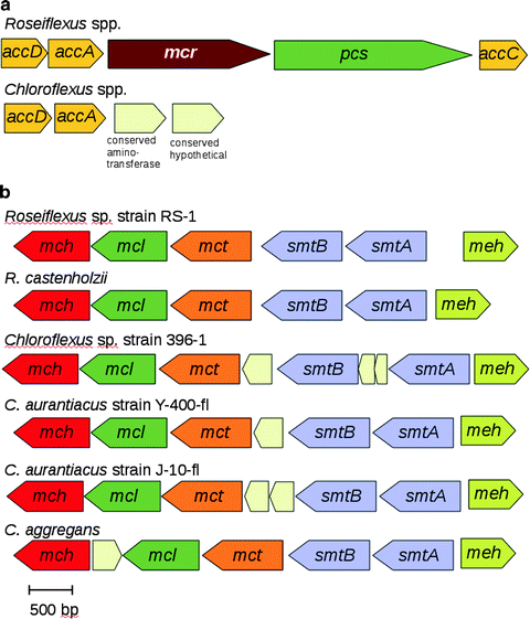 Comparative and Functional Genomics of Anoxygenic Green Bacteria from ...