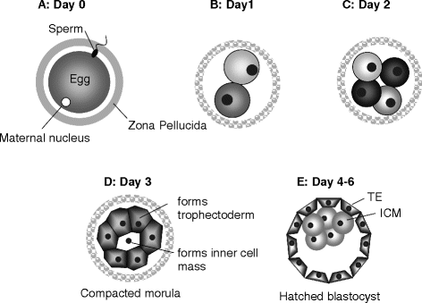 A Biological Definition of the Human Embryo | SpringerLink