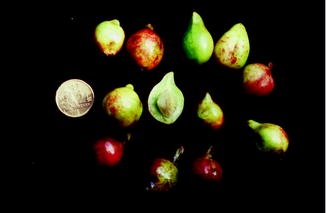 Terminalia ferdinandiana | SpringerLink