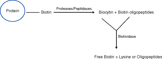 Biotin: Biochemical, Physiological and Clinical Aspects | SpringerLink