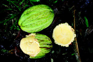 Theobroma bicolor | SpringerLink