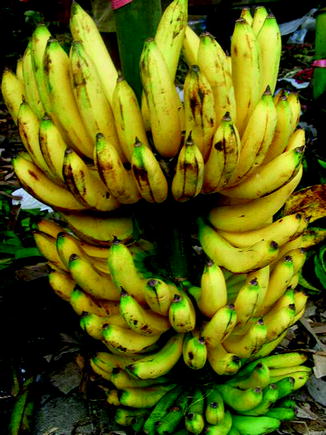 Musa acuminata (AAA Group) ‘Gros Michel’ | SpringerLink