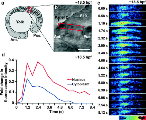 Calcium Imaging in the Zebrafish | SpringerLink