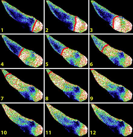 Calcium Imaging in the Zebrafish | SpringerLink
