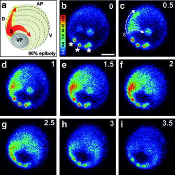 Calcium Imaging in the Zebrafish | SpringerLink