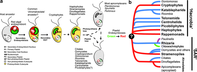 Secondary and Tertiary Endosymbiosis and Kleptoplasty | SpringerLink