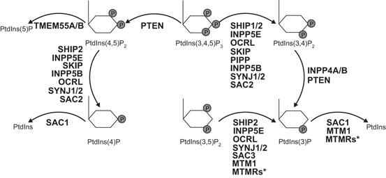 Phosphoinositide Phosphatases: Just as Important as the Kinases ...
