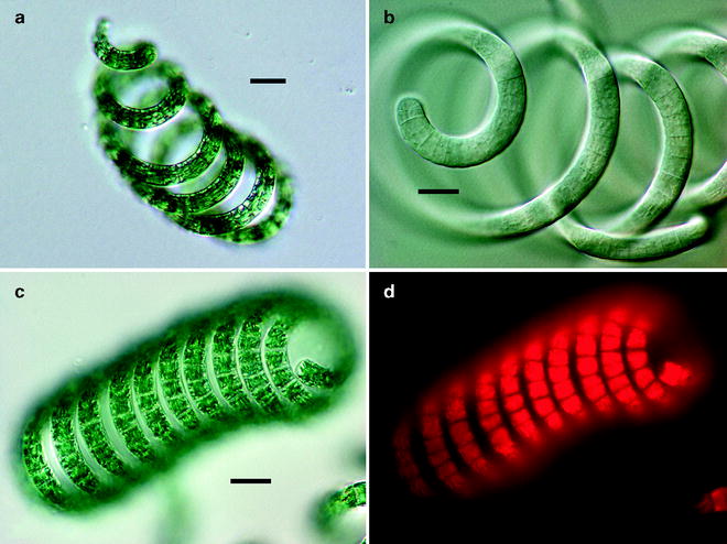 Arthrospira (Spirulina) | SpringerLink