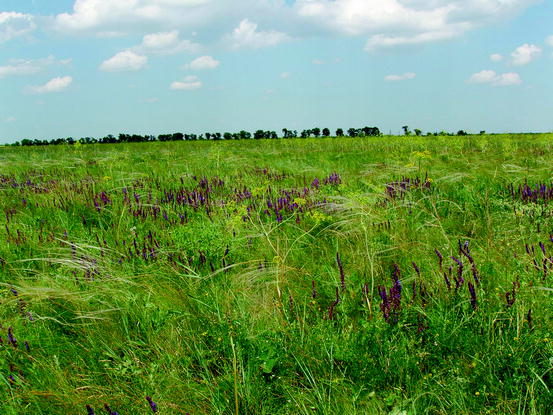 Ukrainian Steppes in the Past, at Present and in the Future | SpringerLink
