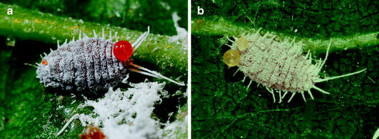 Biology and Management of Mealybugs in Vineyards | SpringerLink