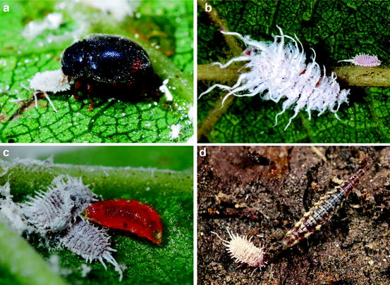 Biology and Management of Mealybugs in Vineyards | SpringerLink
