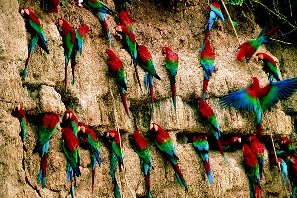 Geophagy and the Involuntary Ingestion of Soil | SpringerLink