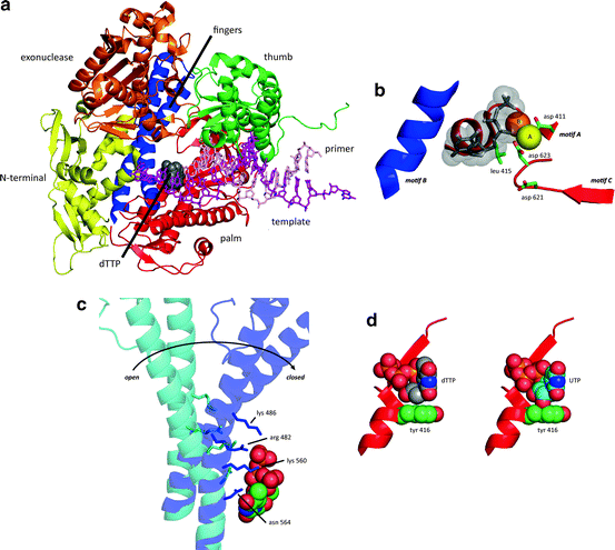 DNA Polymerase ε | SpringerLink