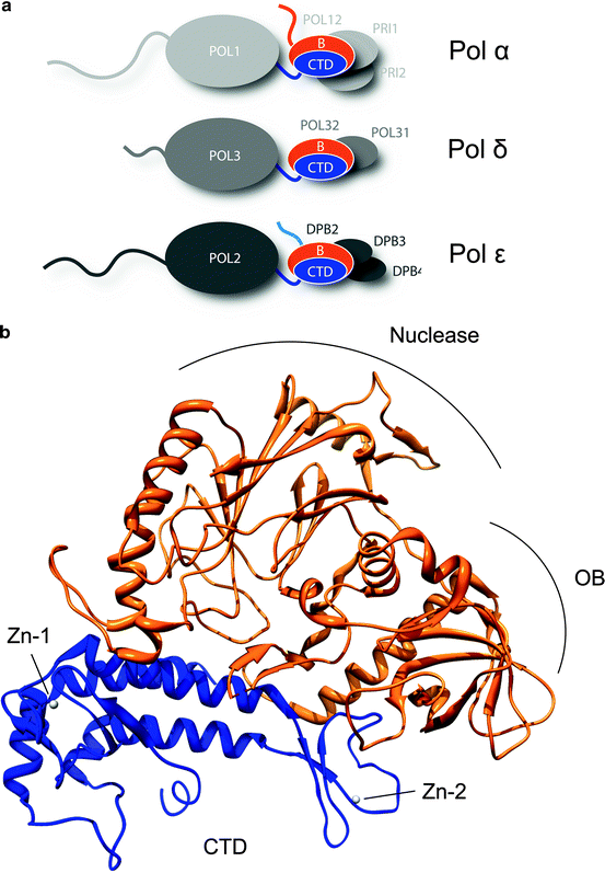 The Pol α-Primase Complex | SpringerLink