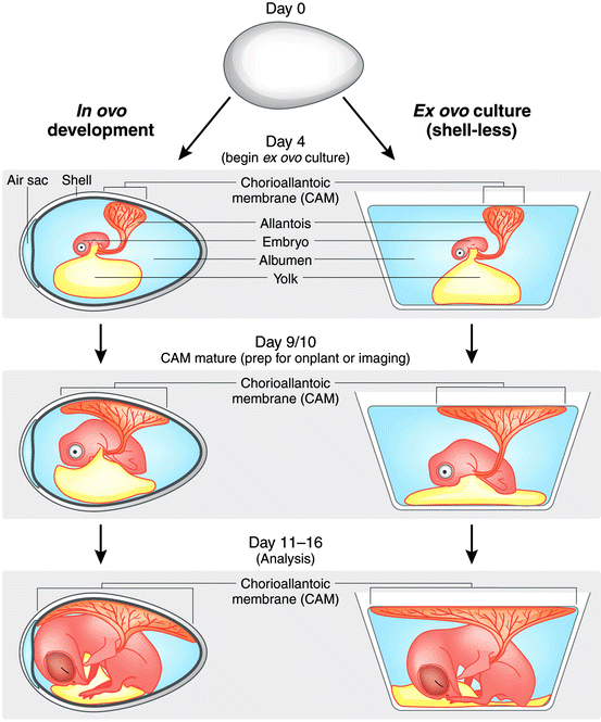Visualization and Quantification of De Novo Angiogenesis in Ex Ovo ...