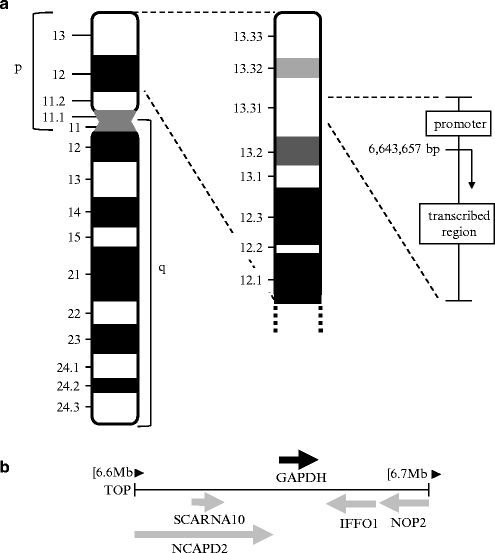 Basic Biology of GAPDH | SpringerLink