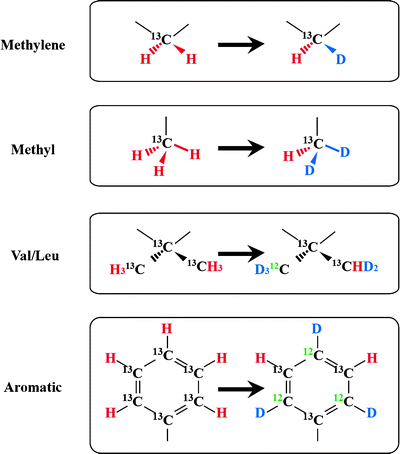 Stereo-Array Isotope Labeling Method for Studying Protein Structure and ...