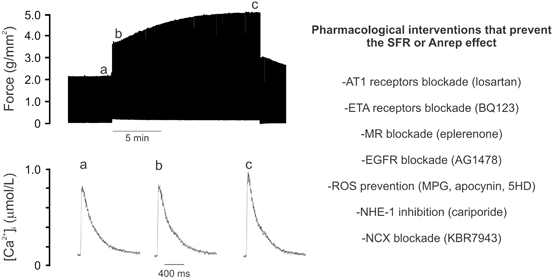 Early Activation of Intracellular Signals after Myocardial Stretch ...