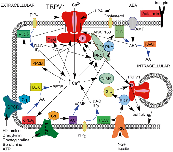 TRPV1 in Cell Signaling: Molecular Mechanisms of Function and ...