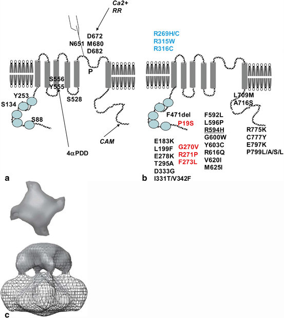 The Molecular Mechanism of Multifunctional Mechano-Gated Channel TRPV4 ...