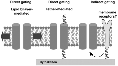 Sensing Mechanism of Stretch Activated Ion Channels | SpringerLink