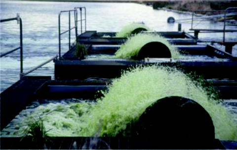 Wastewater Treatment Integrated with Algae Production for Biofuel ...