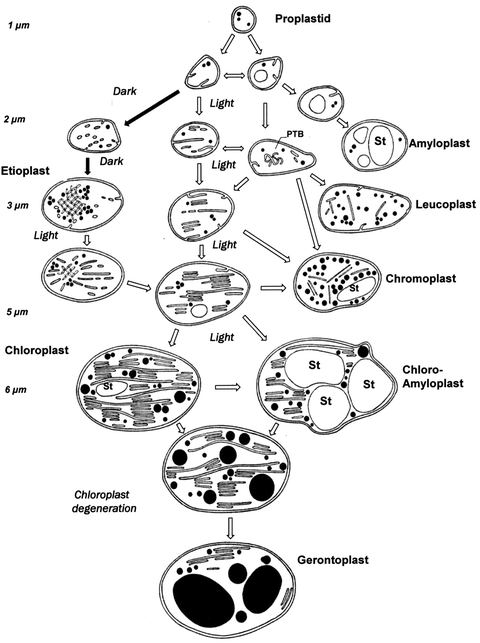 Plastoglobuli, Thylakoids, Chloroplast Structure and Development of ...