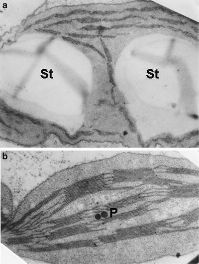 Plastoglobuli, Thylakoids, Chloroplast Structure and Development of ...