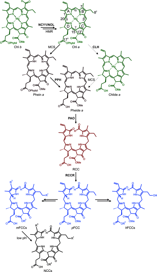 The Pathway of Chlorophyll Degradation: Catabolites, Enzymes and ...