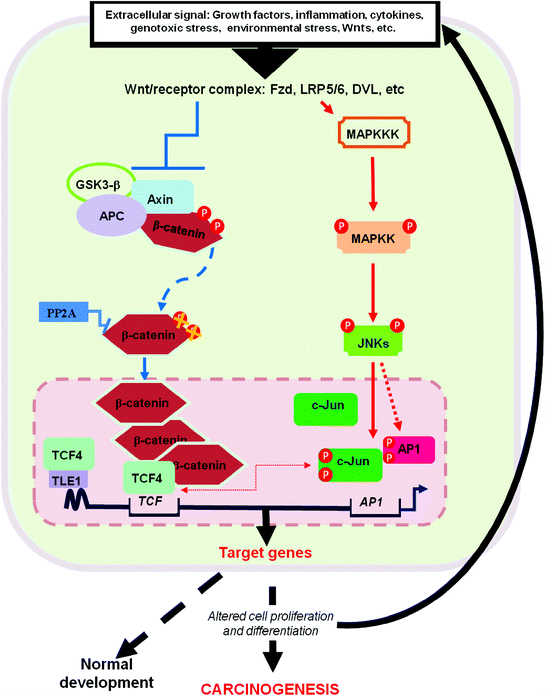 Signalling Pathways Of β Catenin Jnk In Carcinogenesis Springerlink