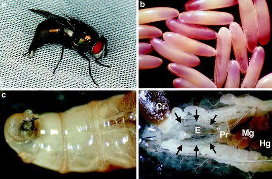 Maggot Therapy | SpringerLink