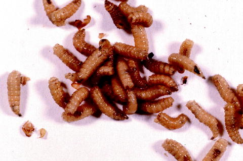 Maggot Therapy | SpringerLink