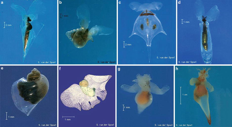 Pteropods | SpringerLink