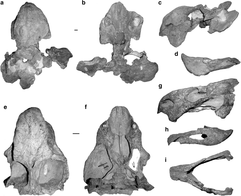 Permian and Triassic Dicynodont (Therapsida: Anomodontia) Faunas of the ...