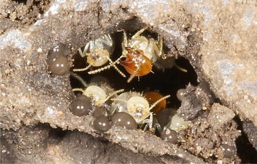 Termite Communication During Different Behavioral Activities | SpringerLink