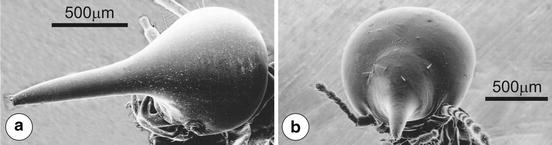 Termite Communication During Different Behavioral Activities | SpringerLink