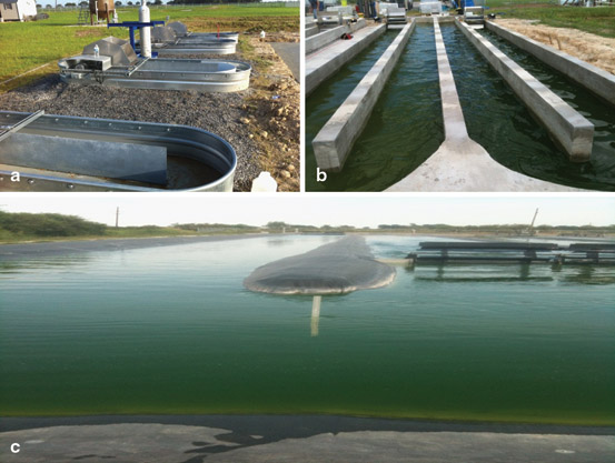 Micro Algae in Open Raceways | SpringerLink