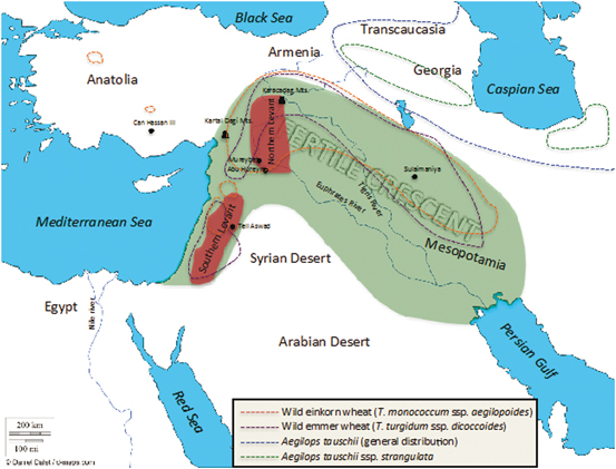 Wheat Domestication: Key to Agricultural Revolutions Past and Future ...