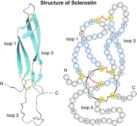 Circulating Sclerostin in Bone Sclerosing Disorders | SpringerLink