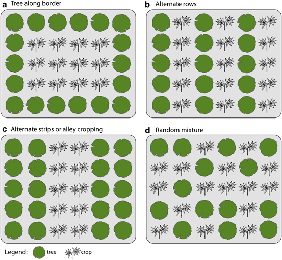 Definitions and Classification of Agroforestry Systems | SpringerLink