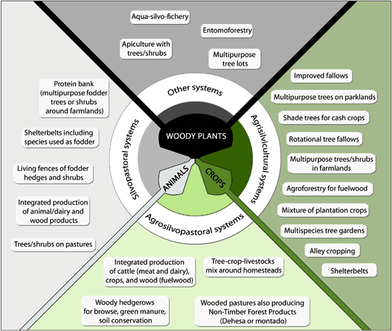Definitions and Classification of Agroforestry Systems | SpringerLink