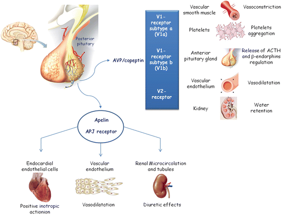 Apelin and Copeptin as Biomarkers of Kidney Disease | SpringerLink