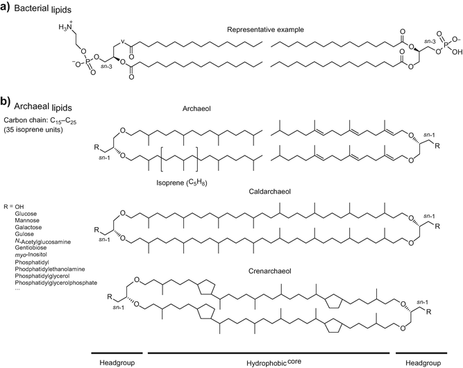 Isoprenoid Glycerol Ethers in Archaean Lipids: Functional Diversity of ...